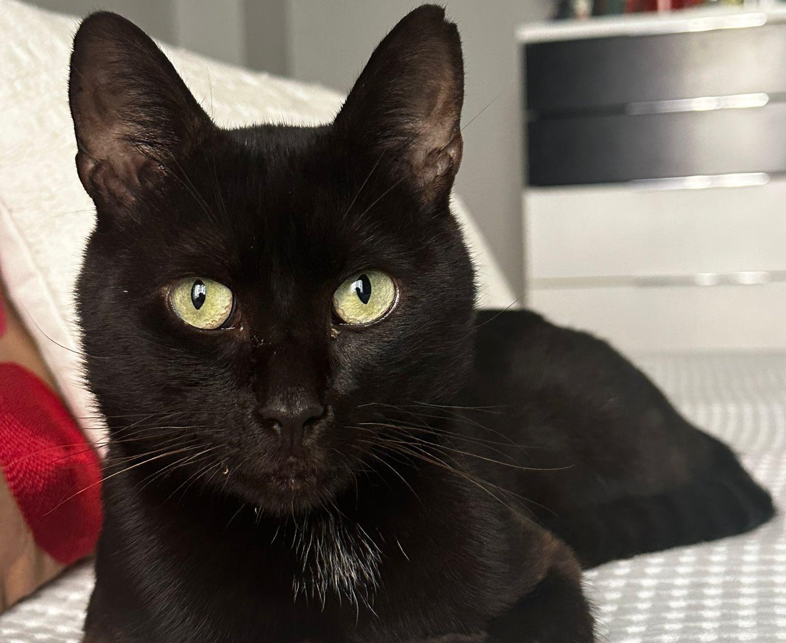 Fito, el gato de Zalla que luchó por respirar y busca una segunda ...