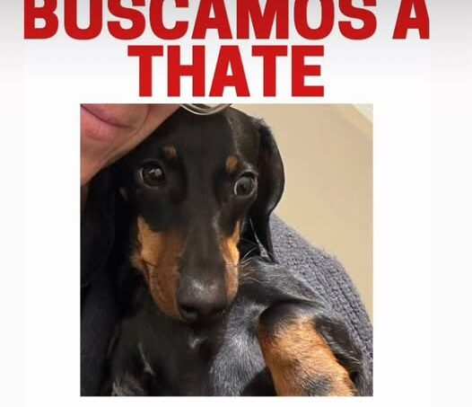 Buscan con urgencia a Thate, una teckel de 8 meses desaparecida el 31 ...