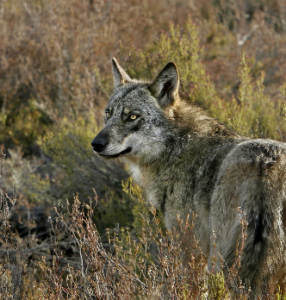 WWF pide a Euskadi reforzar la protección del lobo para garantizar su ...